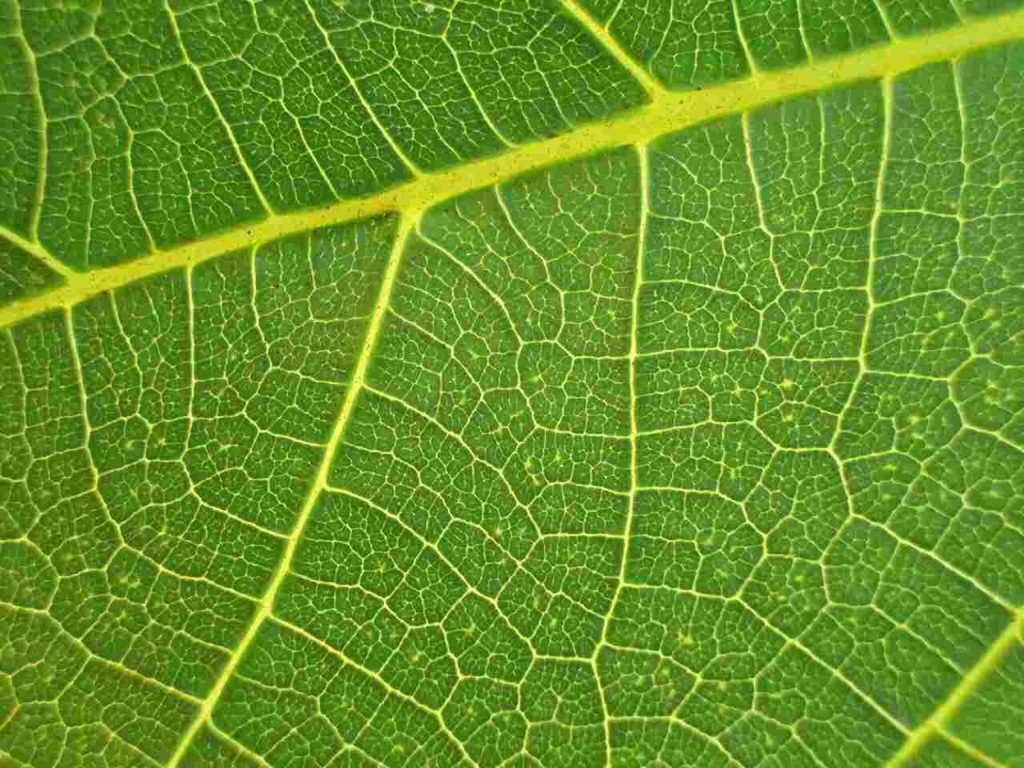 Leaf veins | maverick science.com