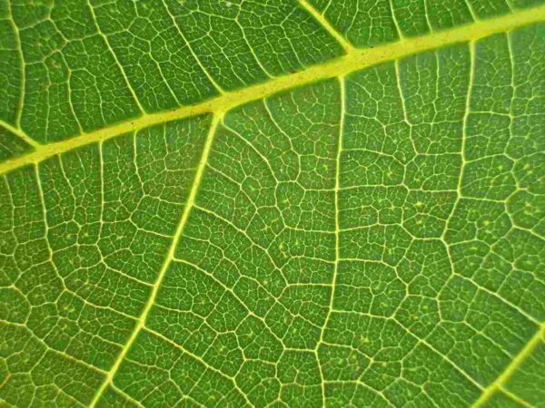 Leaf veins | maverick science.com